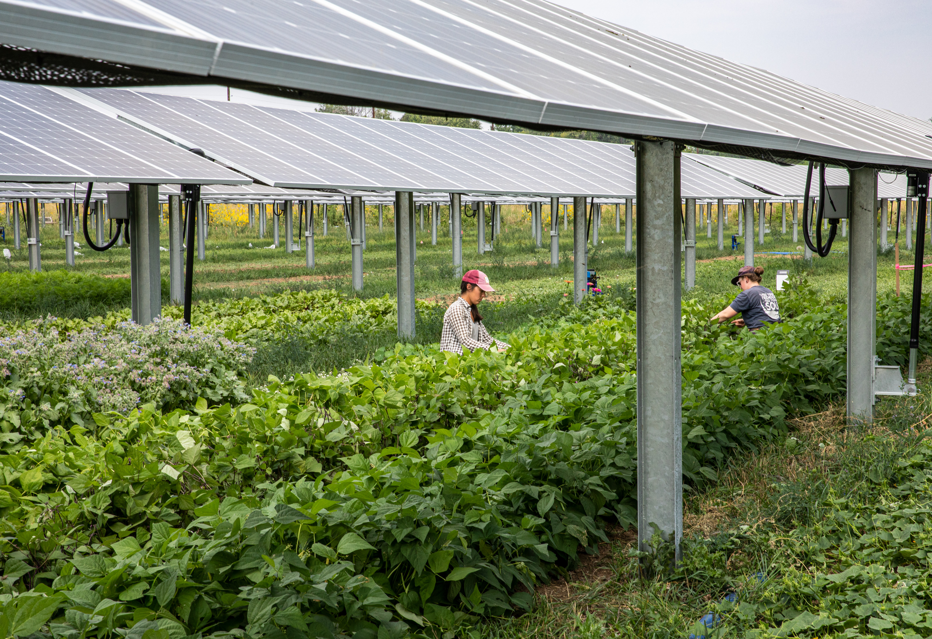 Iowa State University Inaugurates $1.8M Agrivoltaics Solar Array ...